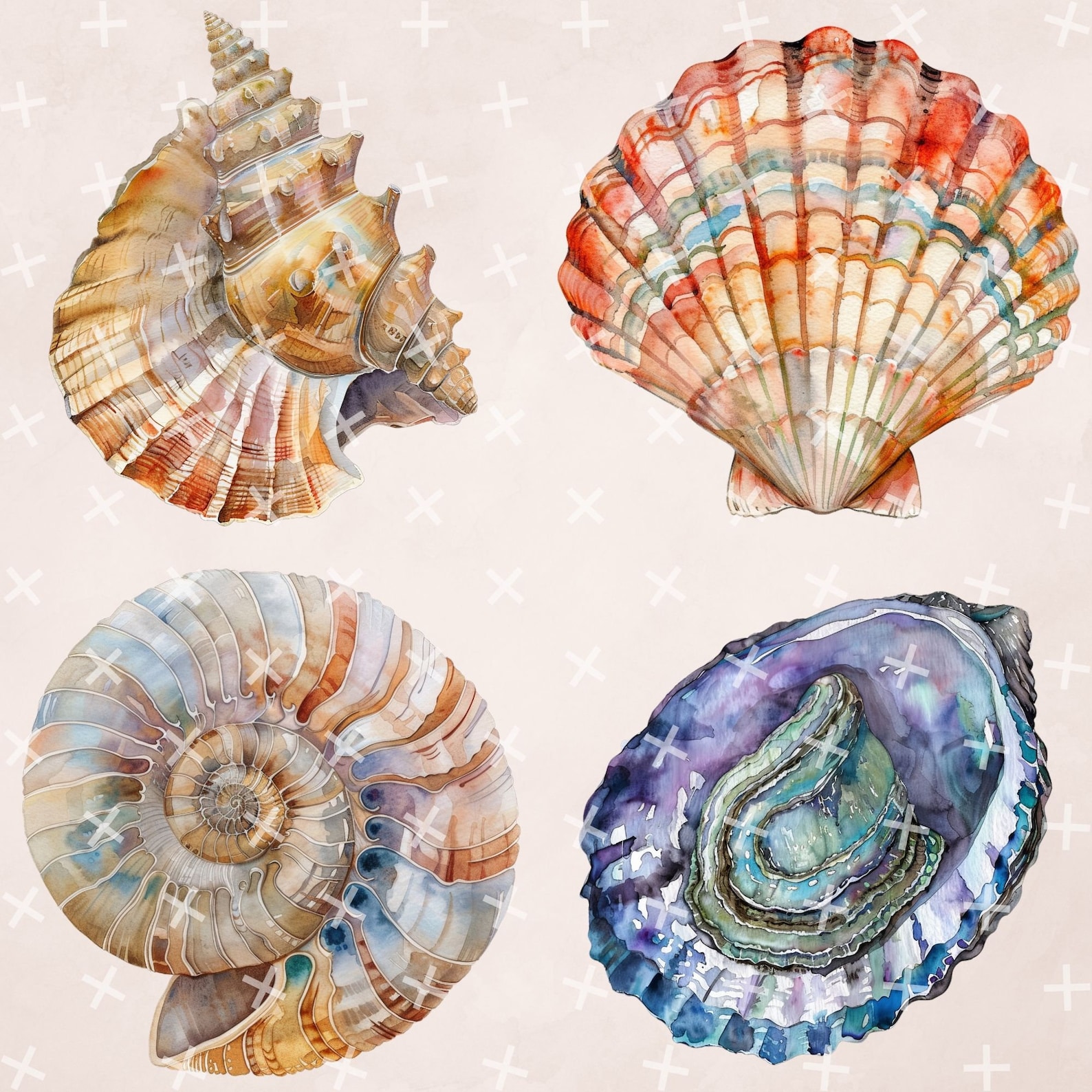 Beachy Seashell Clipart TRANSPARENT PNG, Shell Png, Abalone Clipart ...