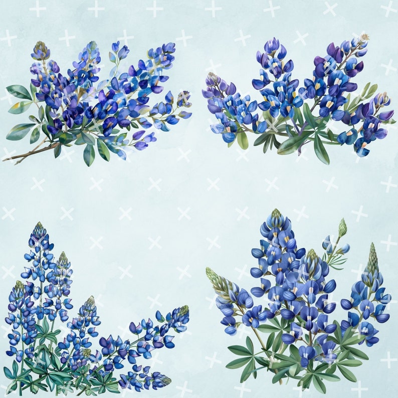 Texas Bluebonnet Clipart TRANSPARENT PNG ART Wildflowers, Texas State ...