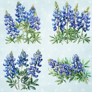 Texas Bluebonnet Clipart TRANSPARENT PNG ART Wildflowers, Texas State ...