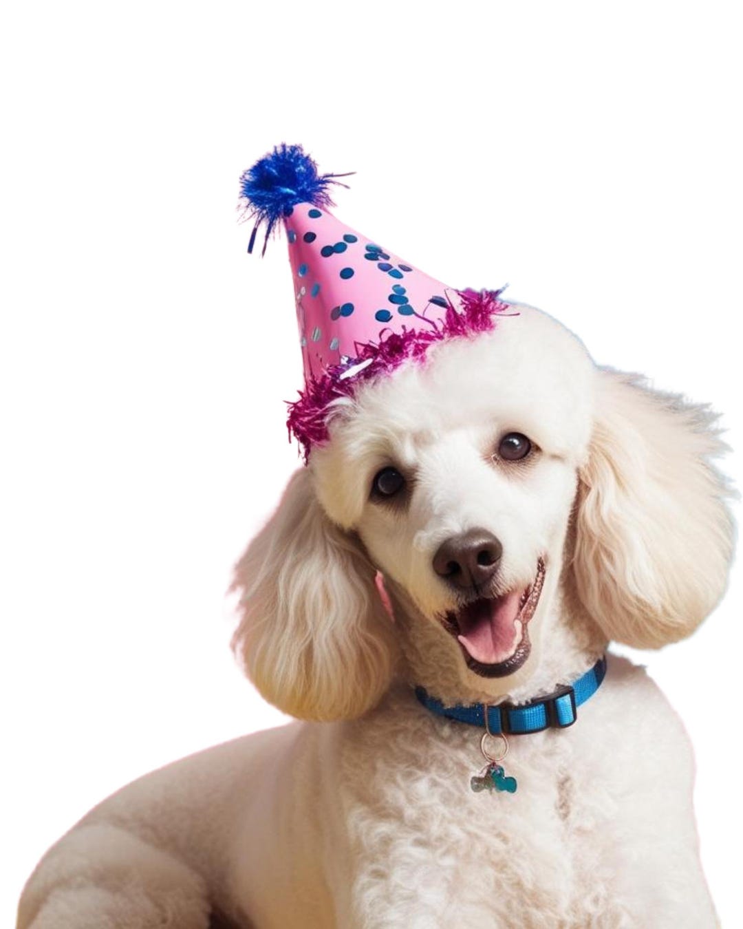 Birthday Poodle PNG Files, Greeting Cards, T-shirts, Wall Art and MORE ...
