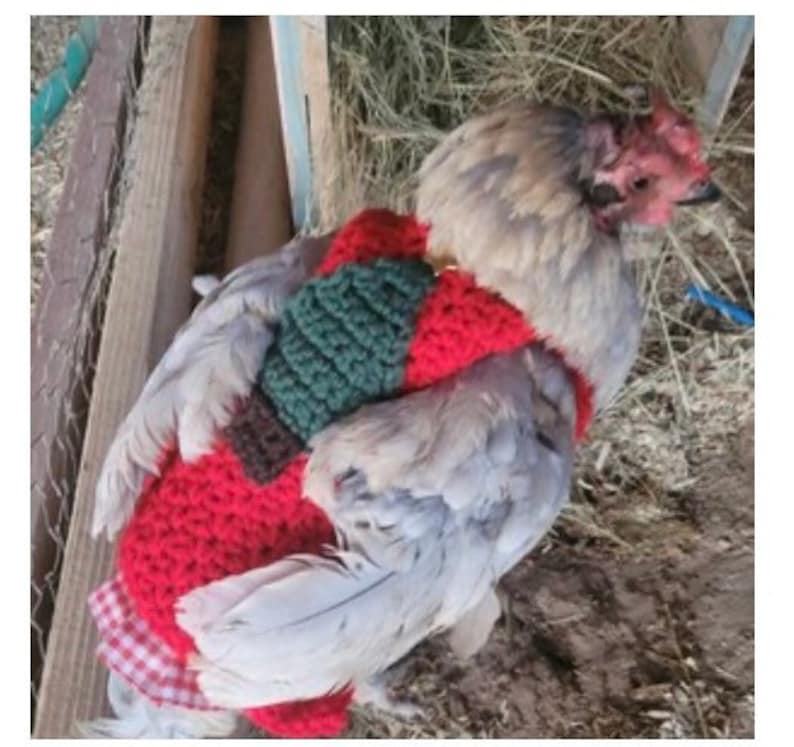 Chicken Sweaters, Hen Sweater, Chickens, Hens, Christmas, Crochet, Pets ...