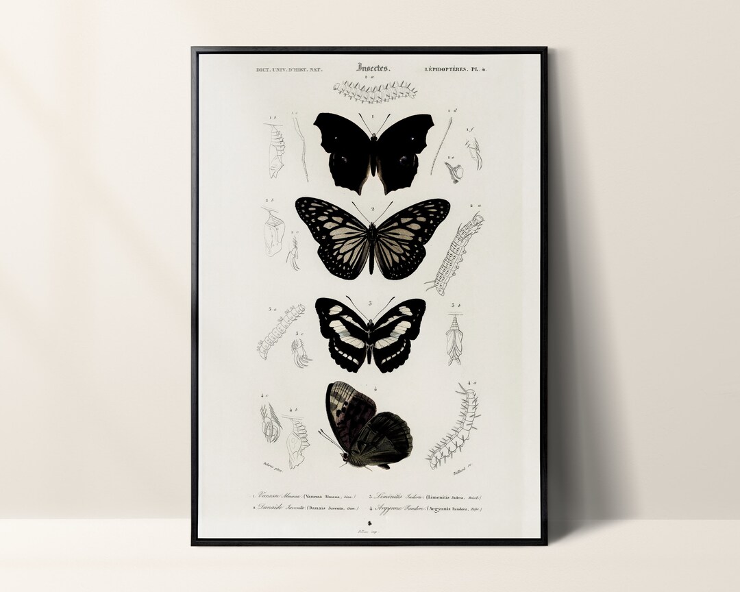 Butterfly Printable, Cute Apartment Décor, Preppy Room Décor ...