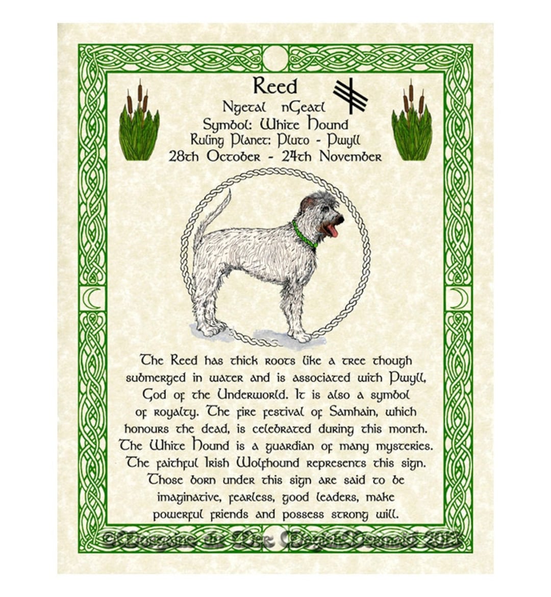 White Hound Reed Celtic Zodiac Sign Print Oct 28- Nov 24 Birthday Gift ...