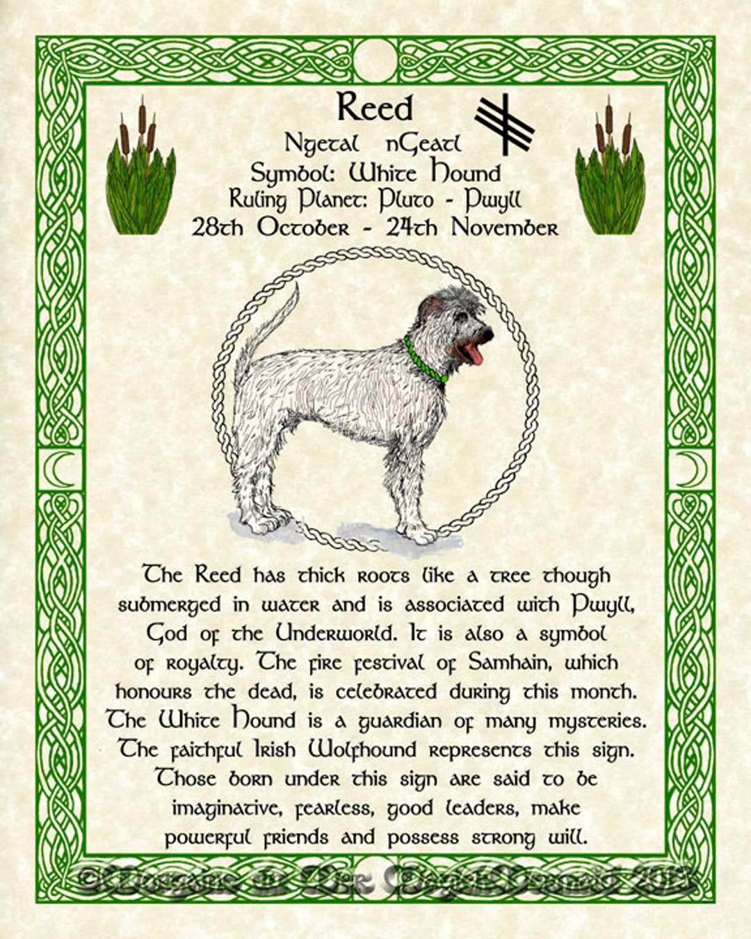 White Hound Reed Celtic Zodiac Sign Print for Oct 28 Nov 24 - Etsy