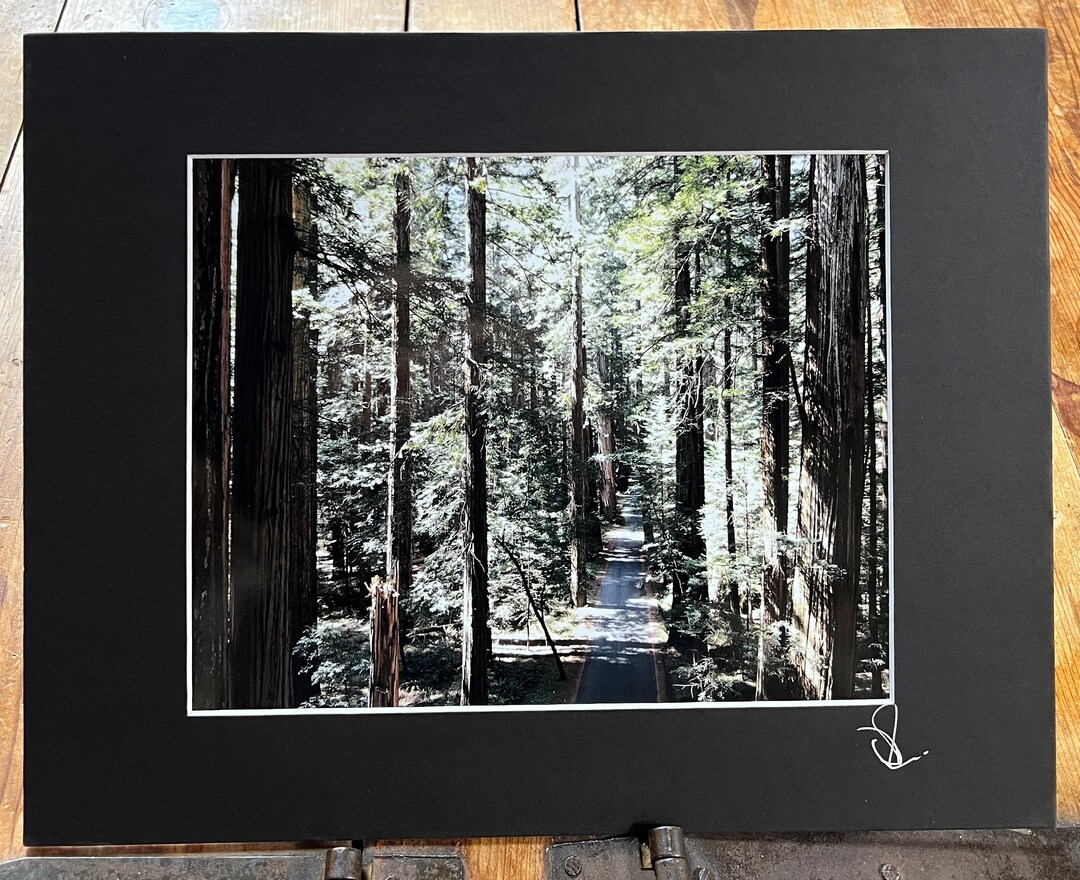 The Redwoods of Rockefeller Loop (landscape), Mattole Road, Humboldt ...
