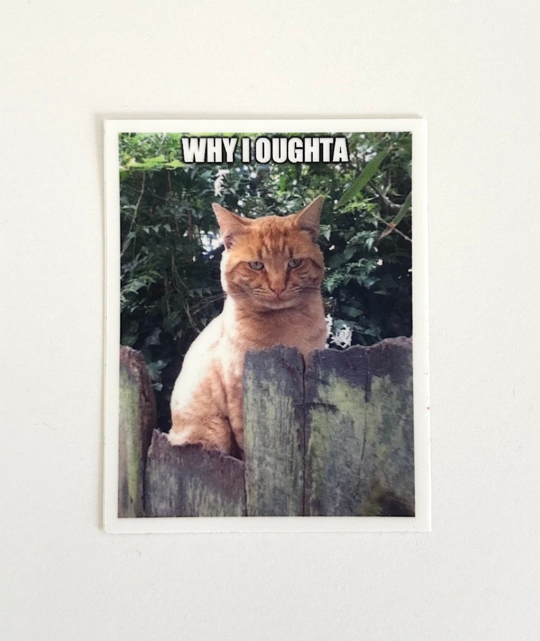 Sarcastic Cat Sticker - Killer Cat Stickers - Meme Sticker - Why I ...