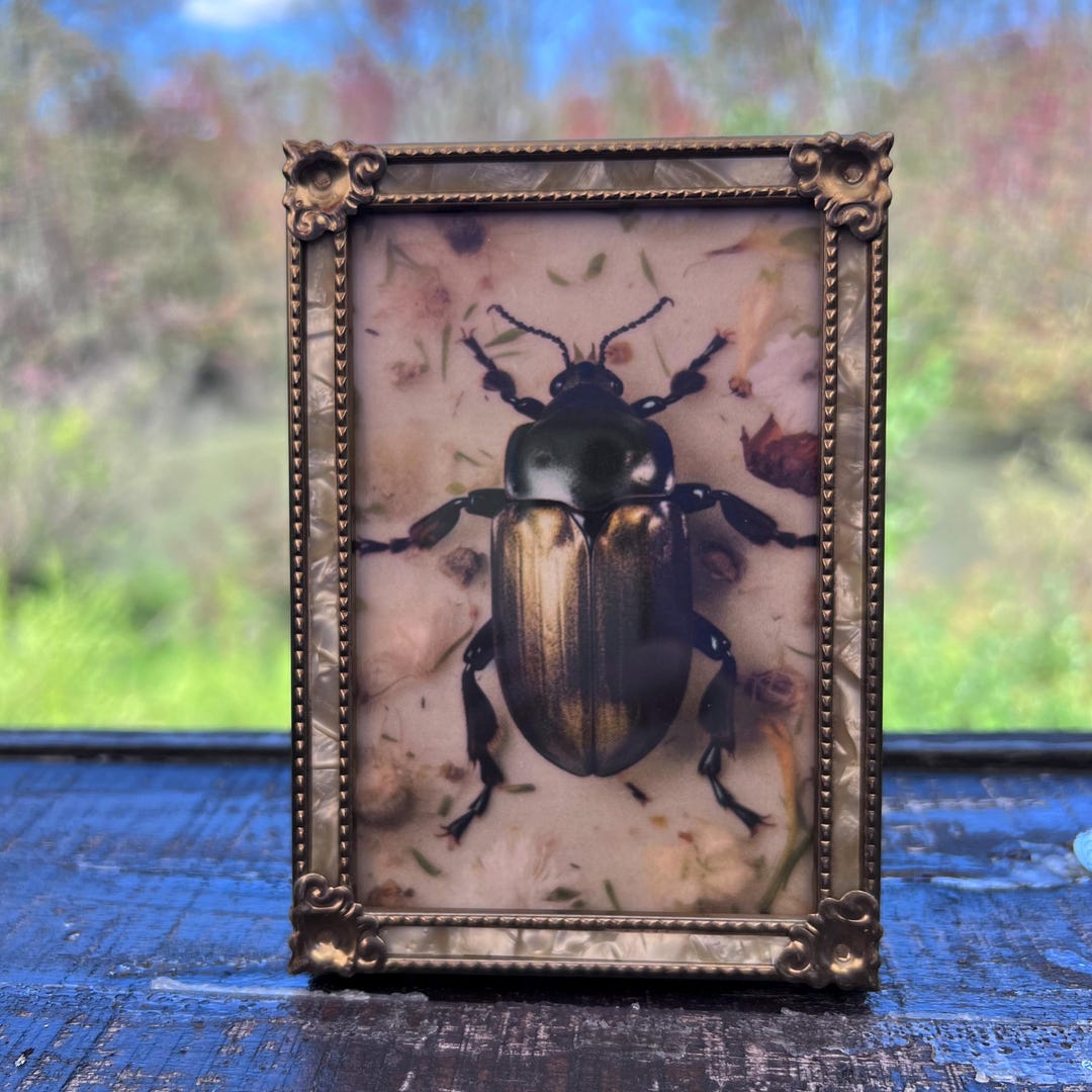 Vintage Framed Beetle Print Easel Stand Oddity Art AI Framed Oddities ...