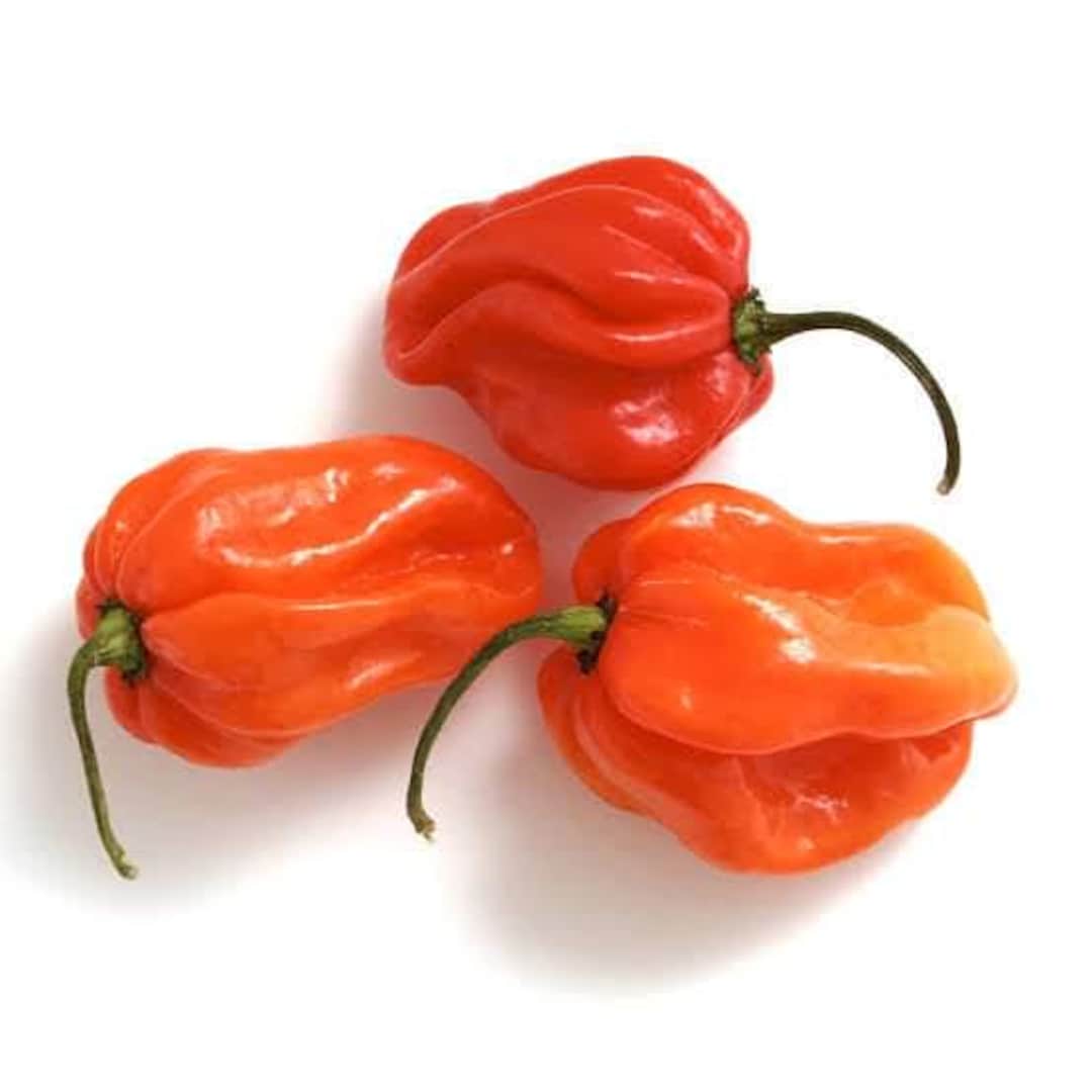 Red Habanero / Fresh Rodo / Zozoma Farm Fresh Pepper/ Red Pepper/ Chili ...