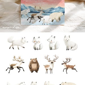 63 Arctic Animals, PNG Watercolor Clipart, Polar Bear, Fox, Owl, Wolf ...