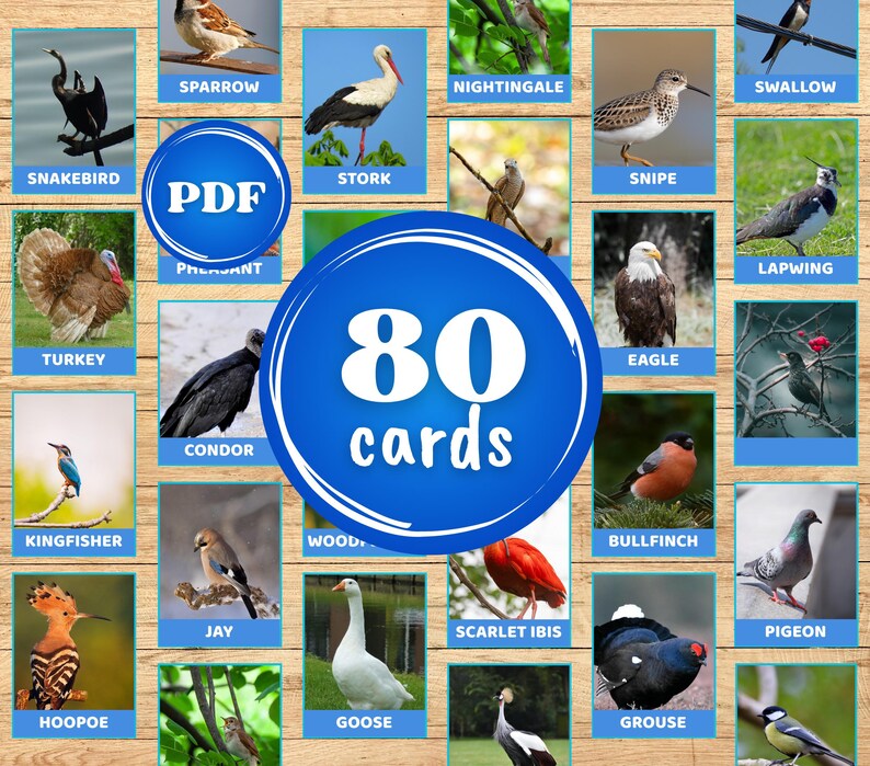 Montessori Bird Flash Cards for Kids. Printable Learning Activity for ...
