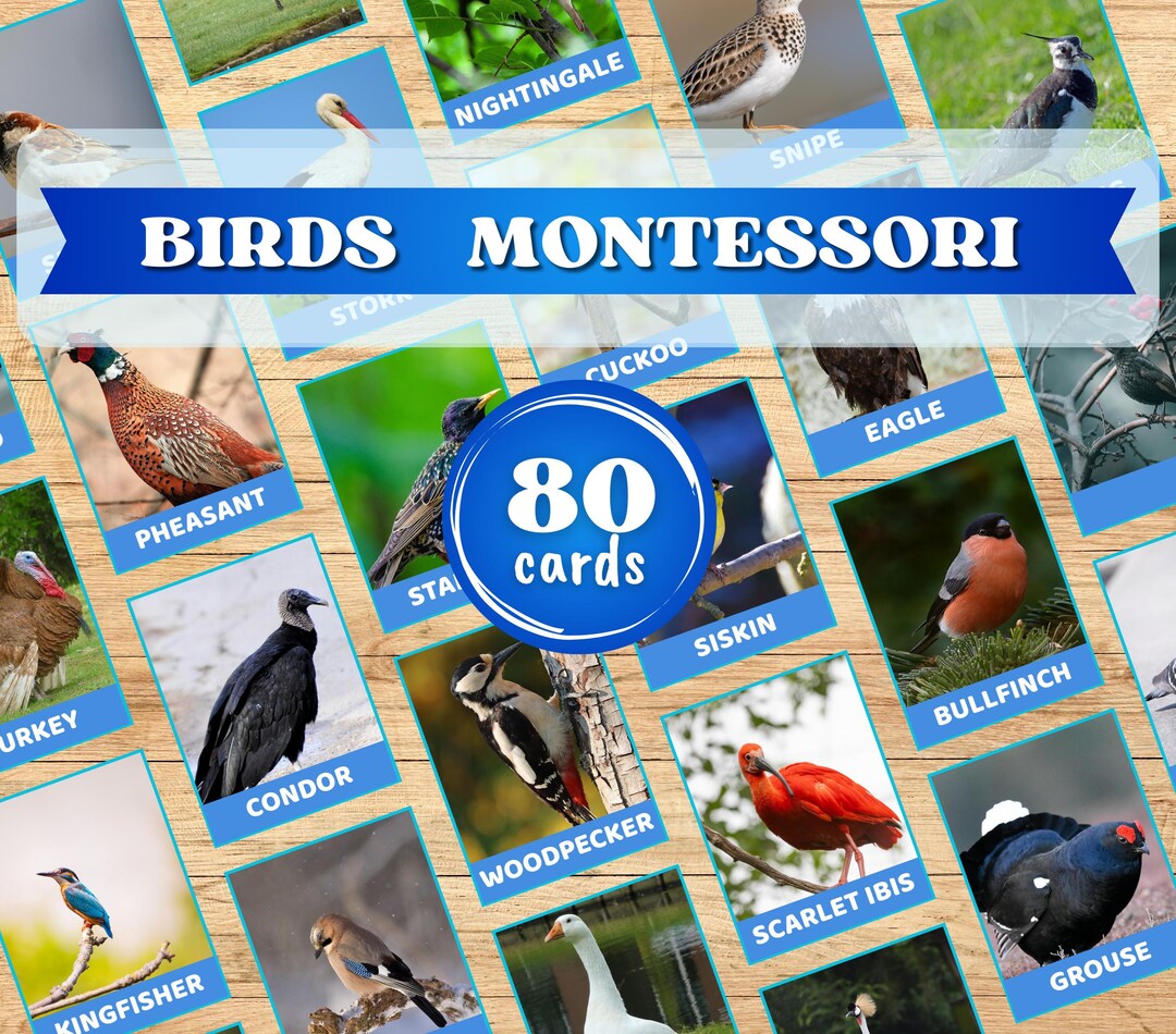 Montessori Bird Flashcards Printable. Nature Educational Games. Toddler ...
