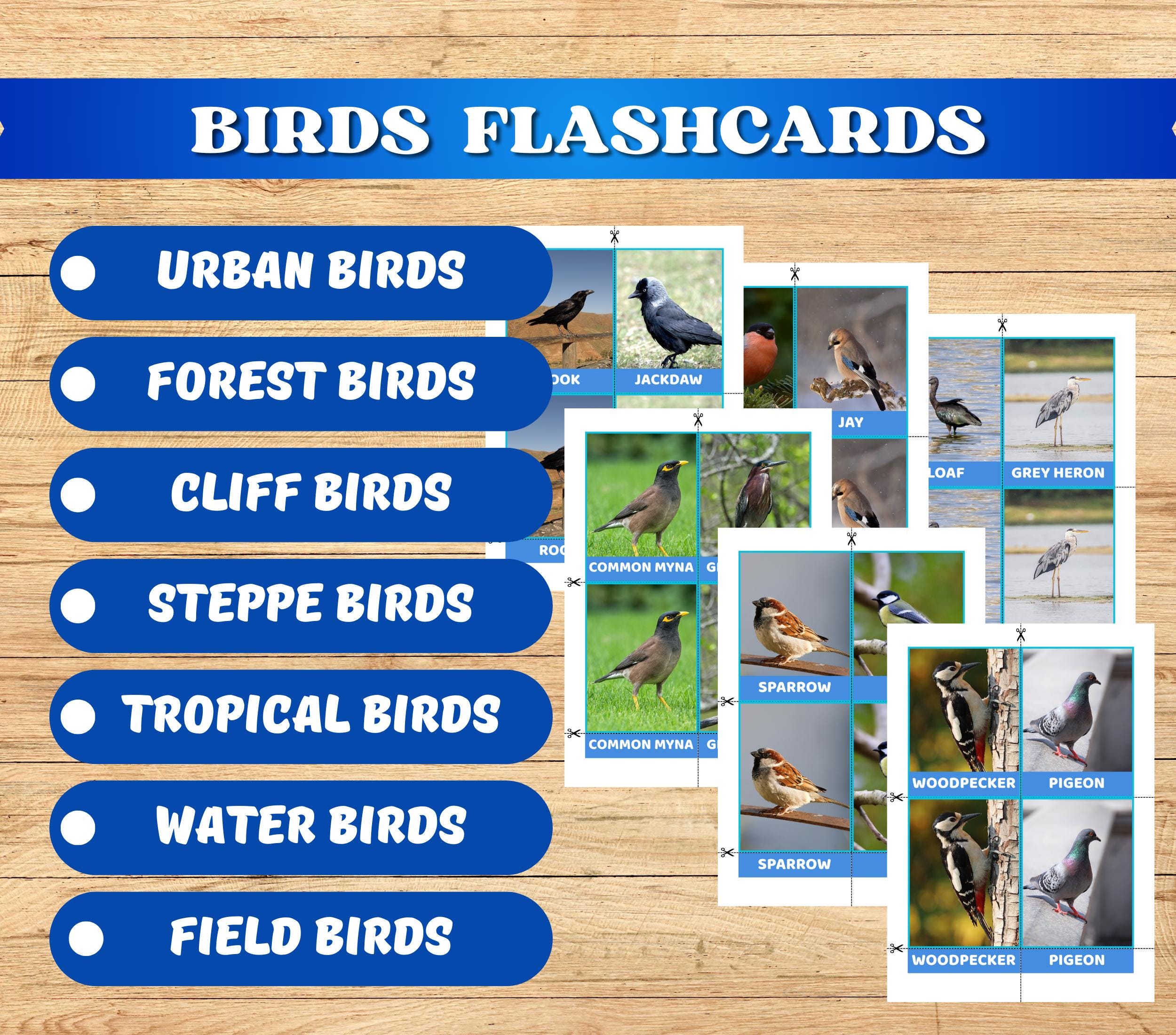 Montessori Bird Flash Cards for Kids. Printable Learning Activity for ...