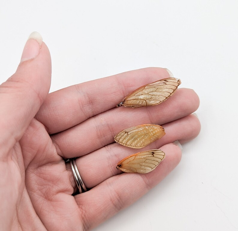 Glow in the Dark Cicada Wing Brooch - Etsy