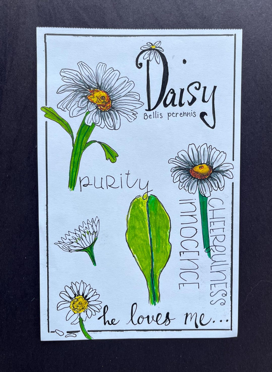 Daisy Original Pen and Ink Drawing - Etsy