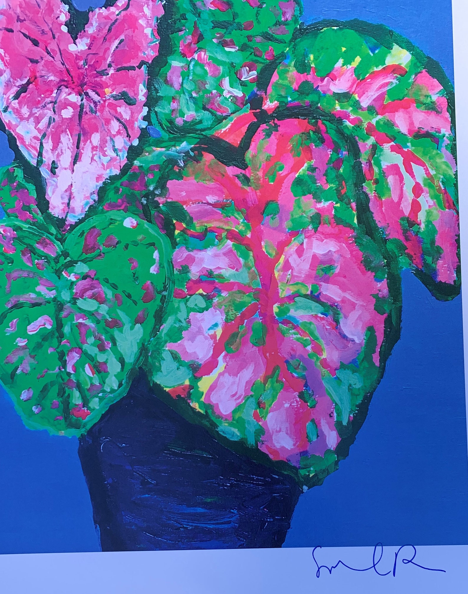 Triple Caladium Limited Edition Print From Original Painting - Etsy