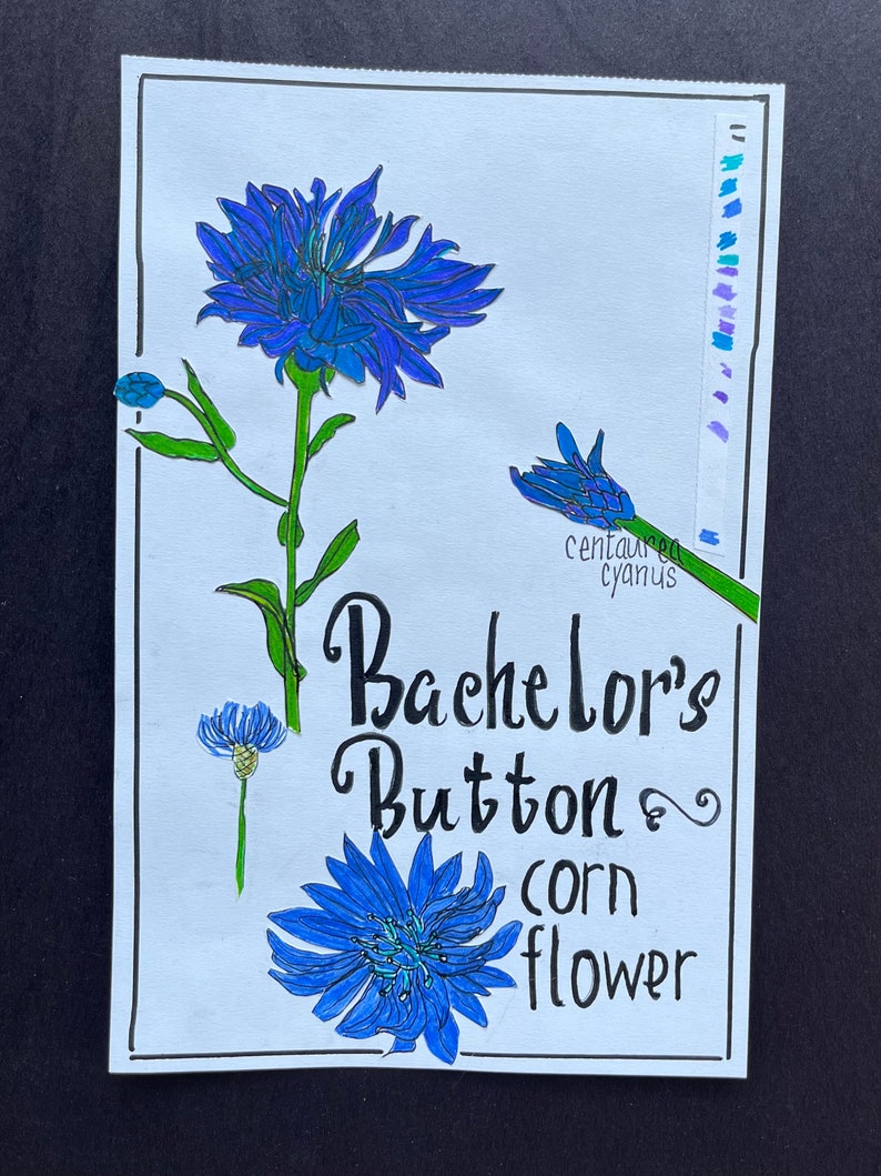 Bachelor's Button Original Pen and Ink Drawing/collage - Etsy