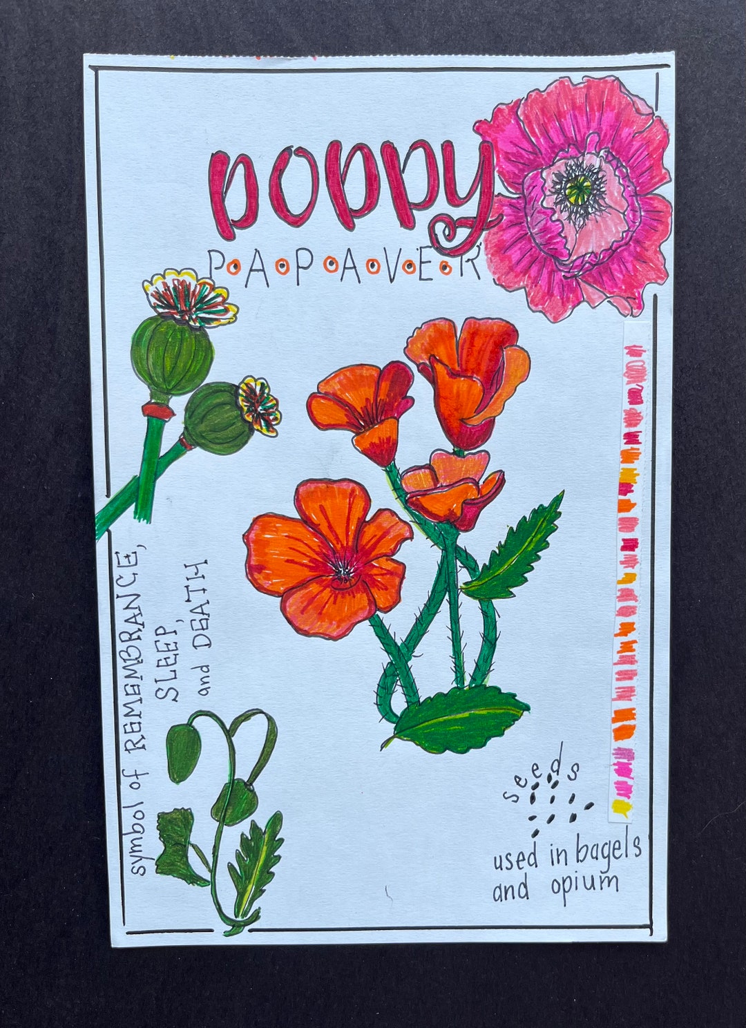 Poppy Original Pen and Ink Drawing/collage - Etsy