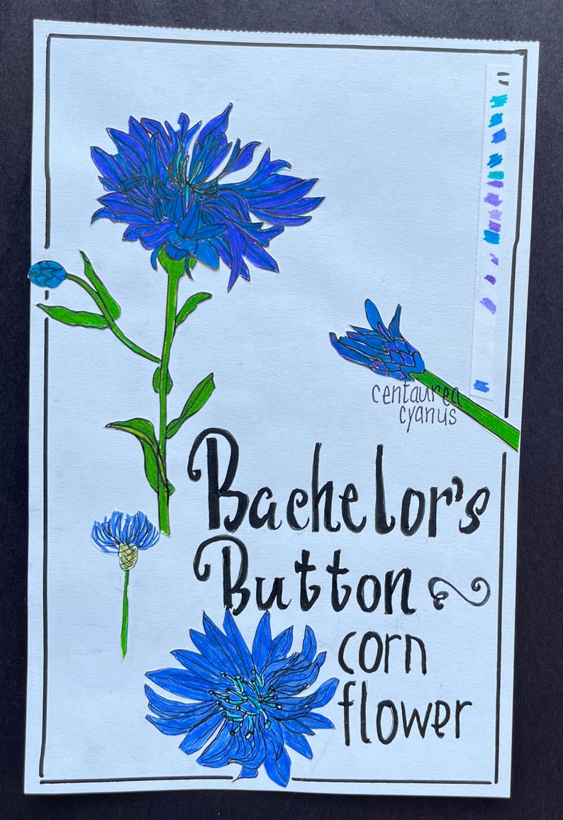 Bachelor's Button Original Pen and Ink Drawing/collage - Etsy