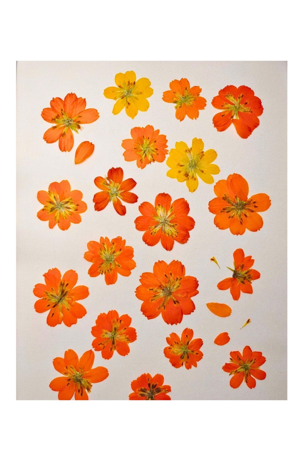 Food Safe Pressed Cosmos Flowers: Orange & Yellow for Wedding Cakes ...
