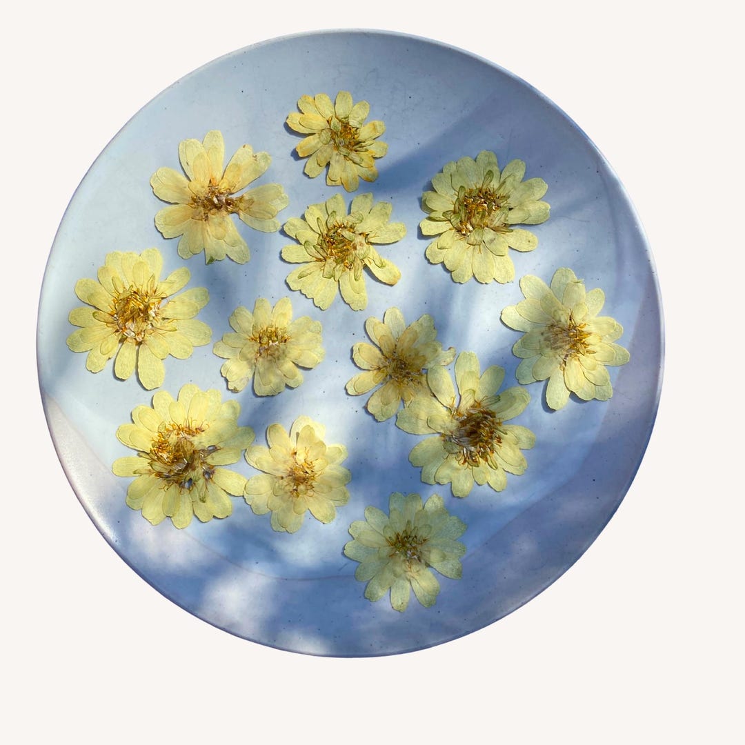 Pressed Food Safe Helichrysum Flowers (6pcs) | Dried Everlasting Blooms ...