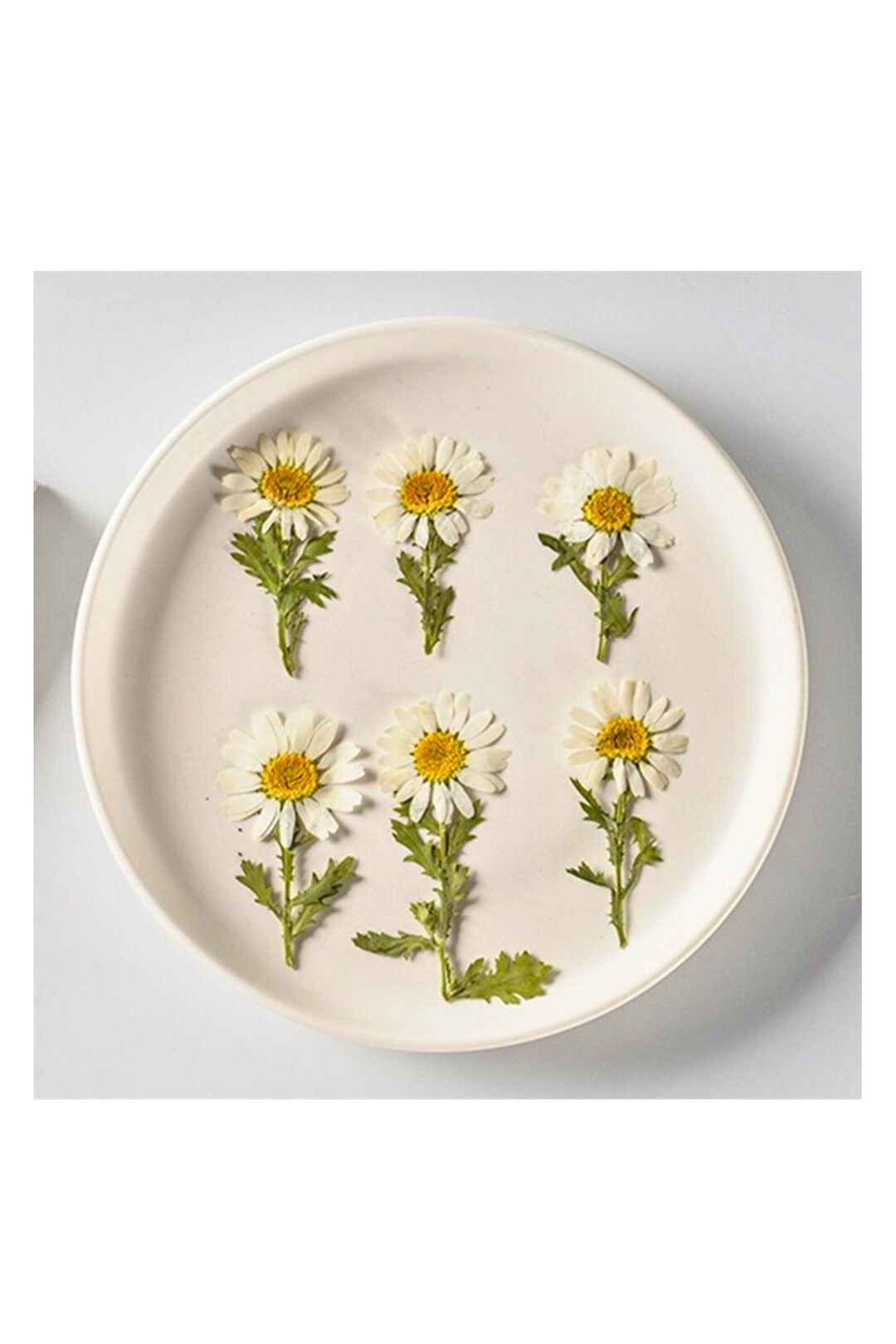 Edible Pressed Daisy Flowers - Natural Food-safe Decor for Cakes ...