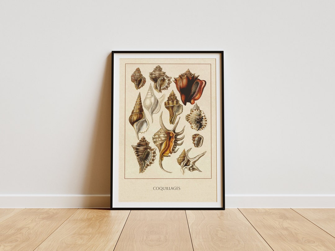 Vintage Shell Print, Vintage Print, Botanical Art, Natural History ...