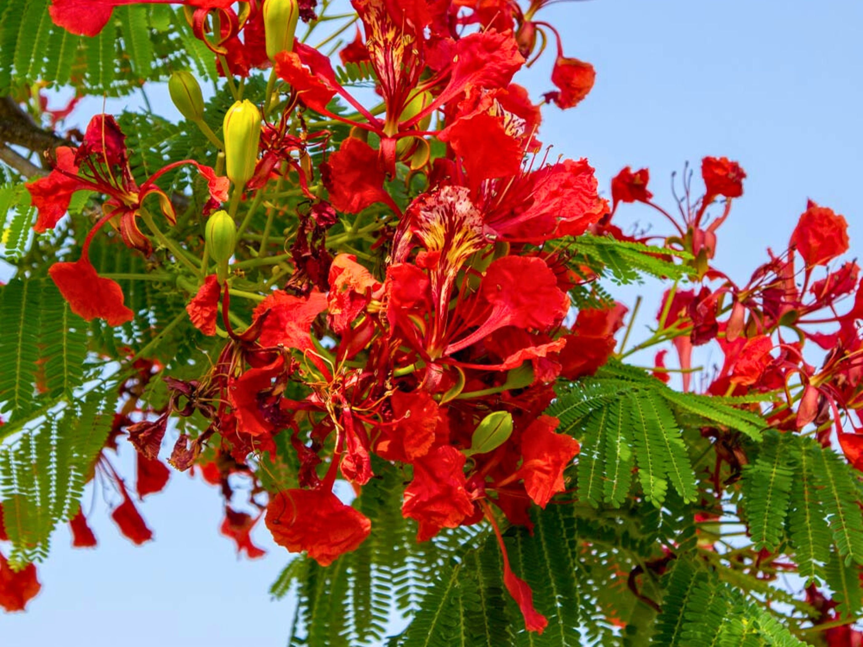 Royal Poinciana Seeds for Garden Starter Gift Organic Seeds for Nature ...