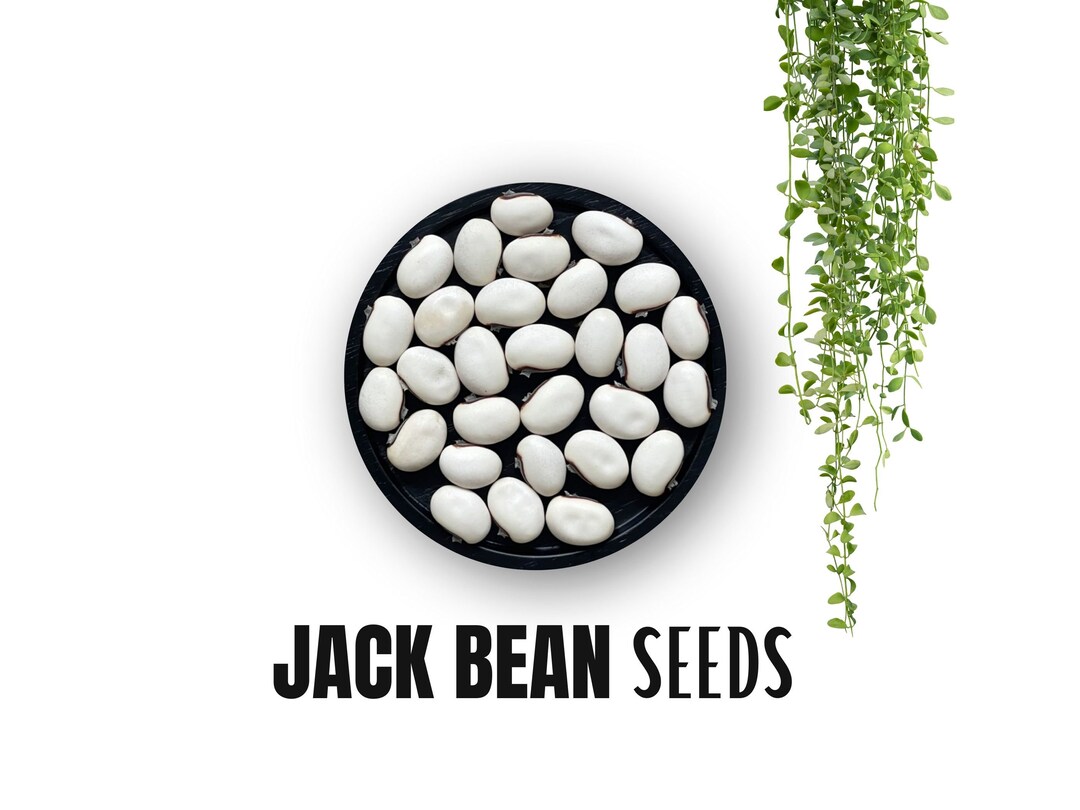 Jack Bean Seeds to Grow Your Own Food Eco Friendly Gardening Gift Ideas ...