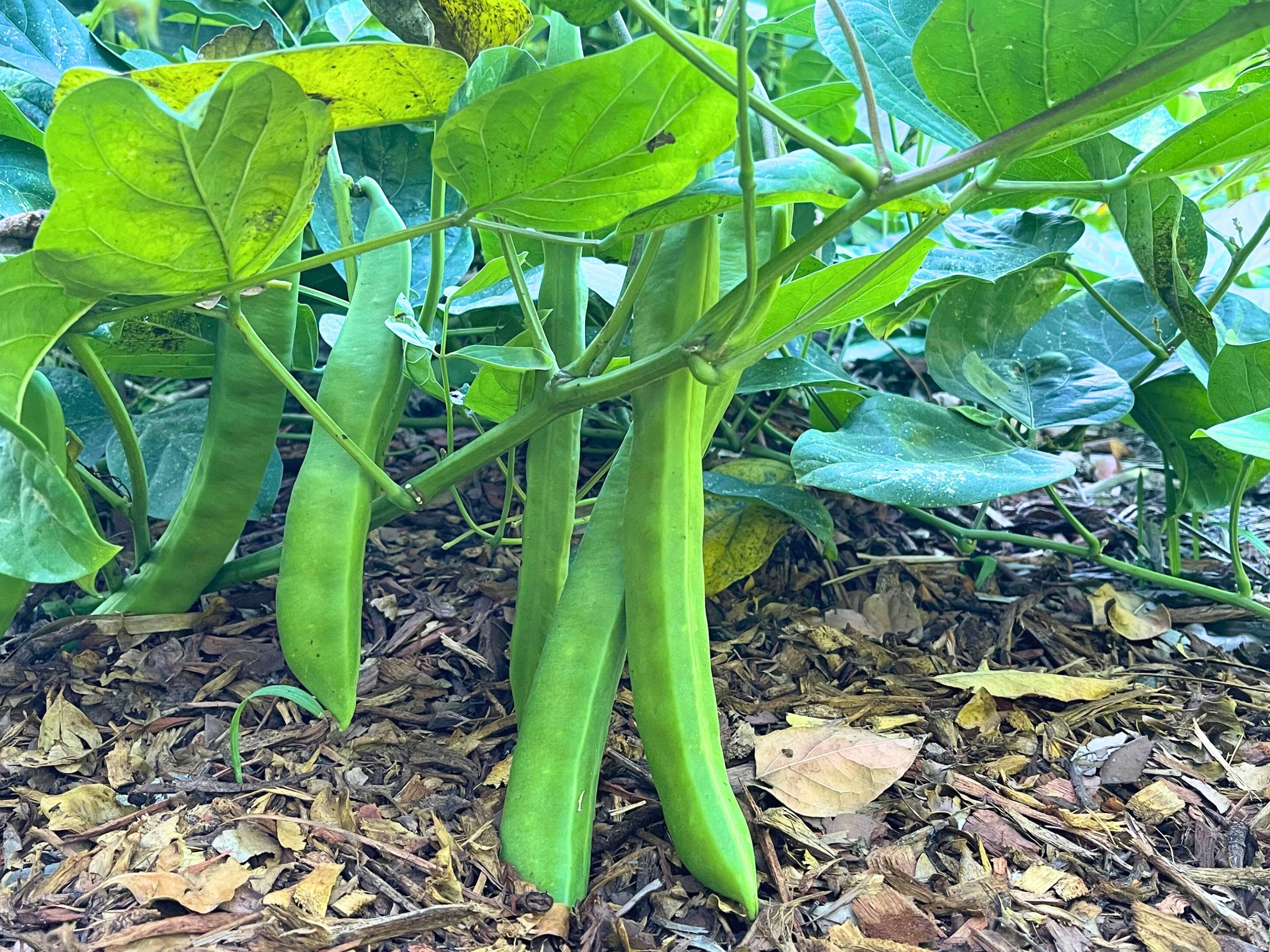 Jack Bean Seeds to Grow Your Own Food Eco Friendly Gardening Gift Ideas ...