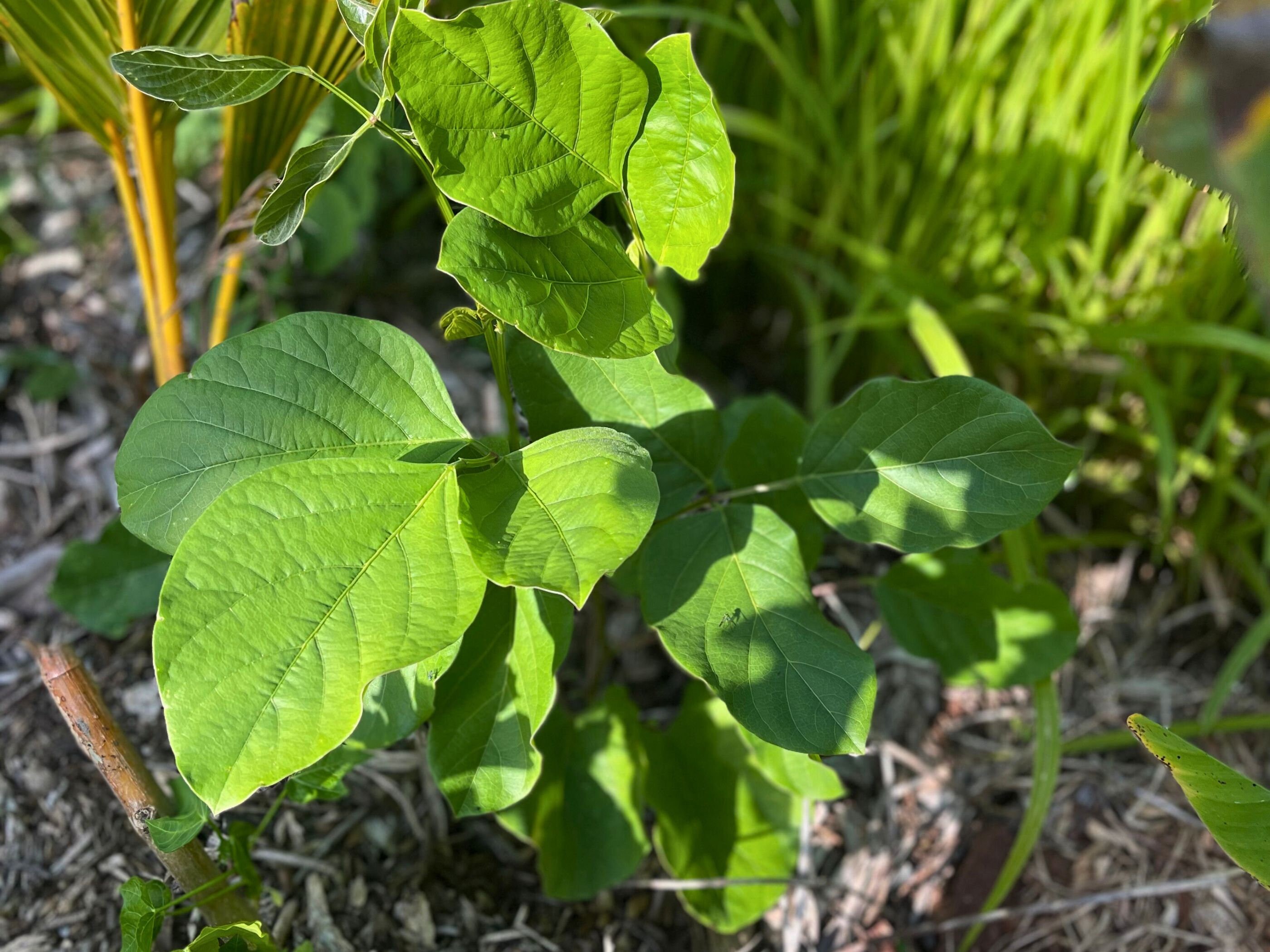 Jack Bean Seeds to Grow Your Own Food Eco Friendly Gardening Gift Ideas ...