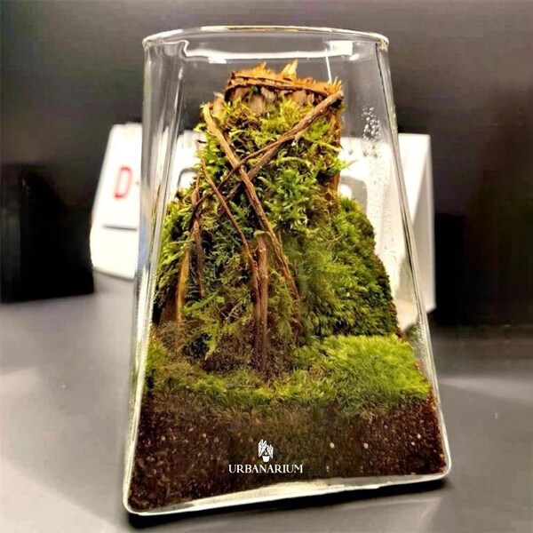 Square Terrarium - Etsy