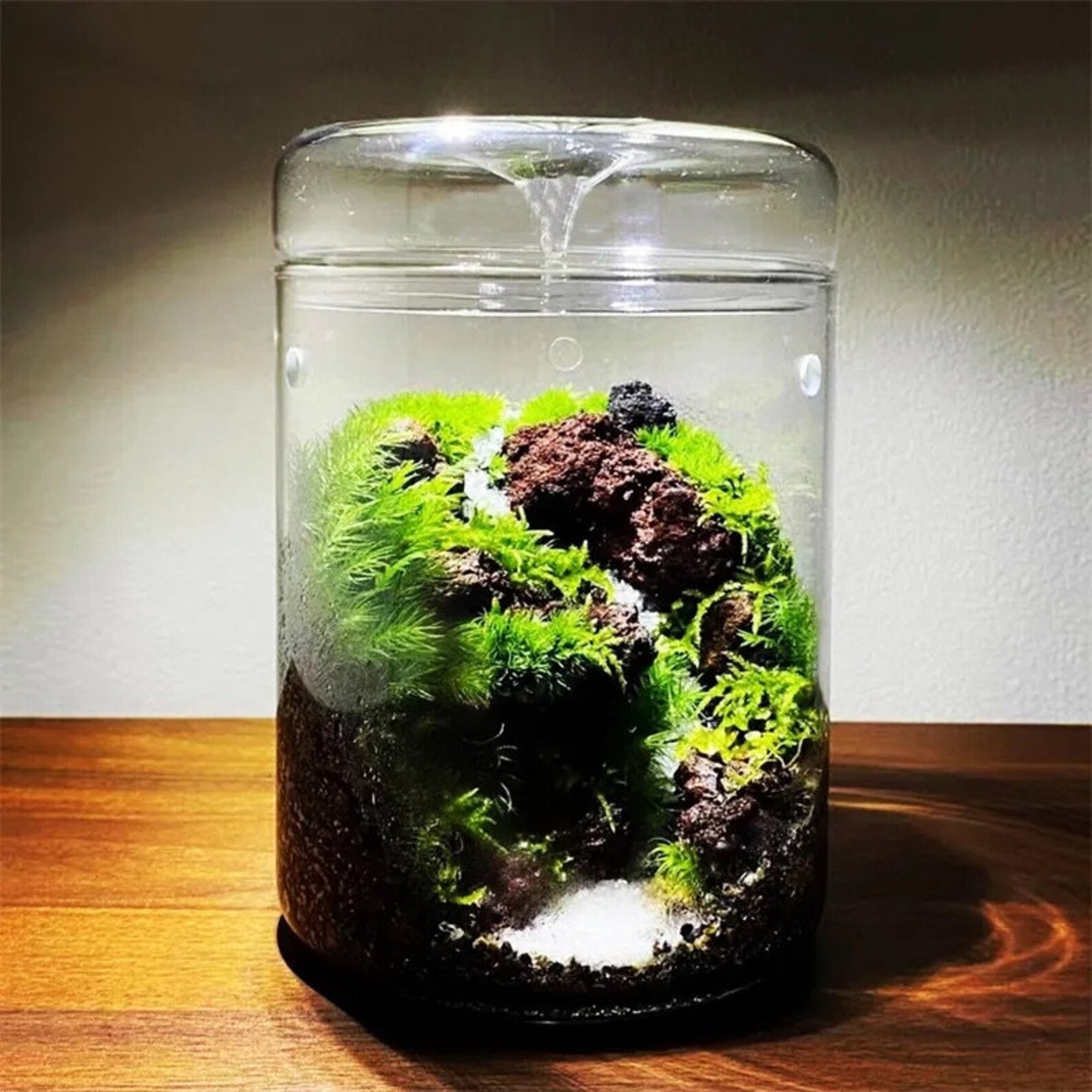 Dew Drop Glass Terrarium Container Vase Moss Bansai Mini Landscape Home ...
