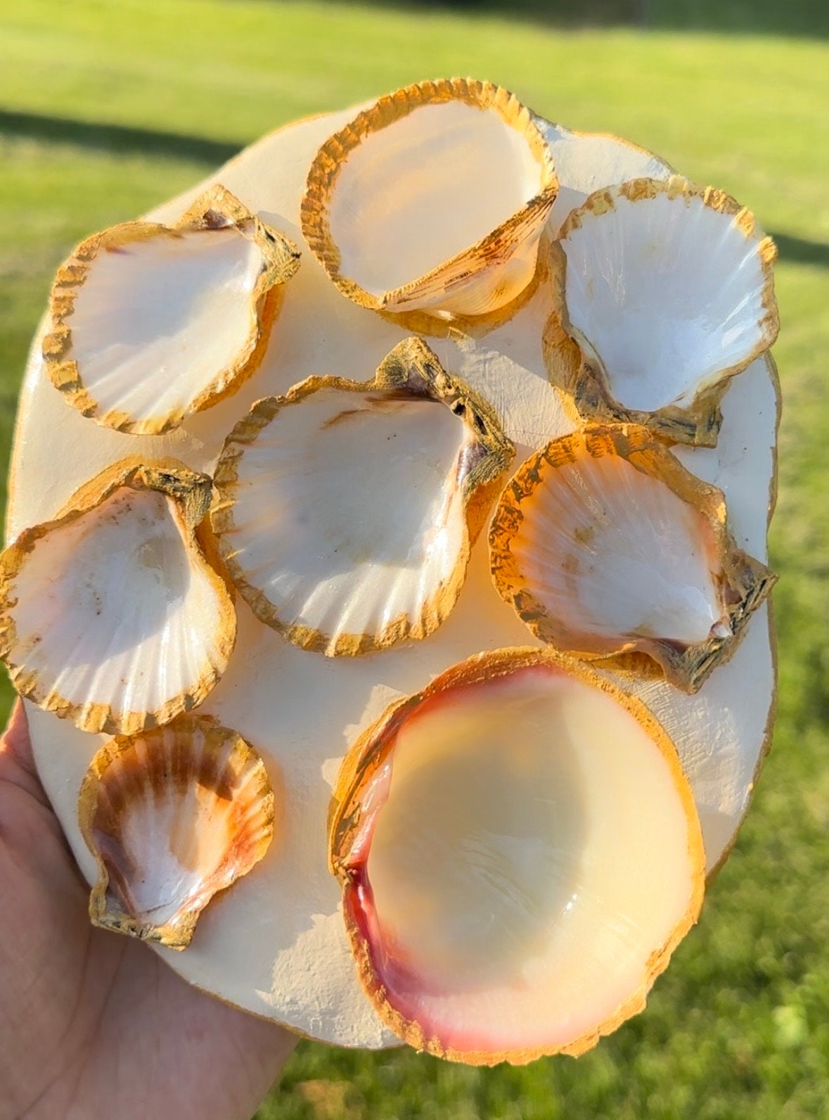 Seashell Paint Palette Gold, Multi Use, Jewelry - Etsy