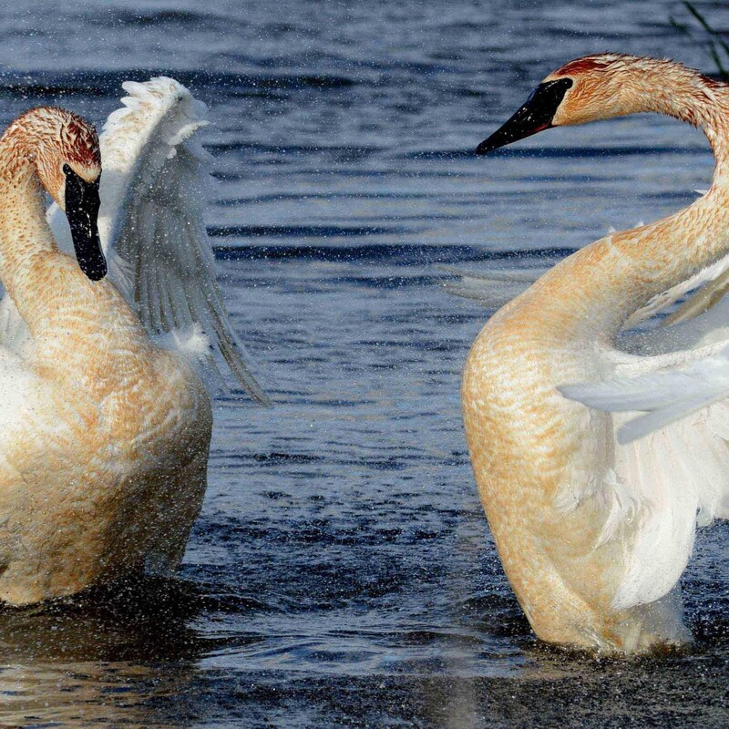 Swan Photography - Etsy