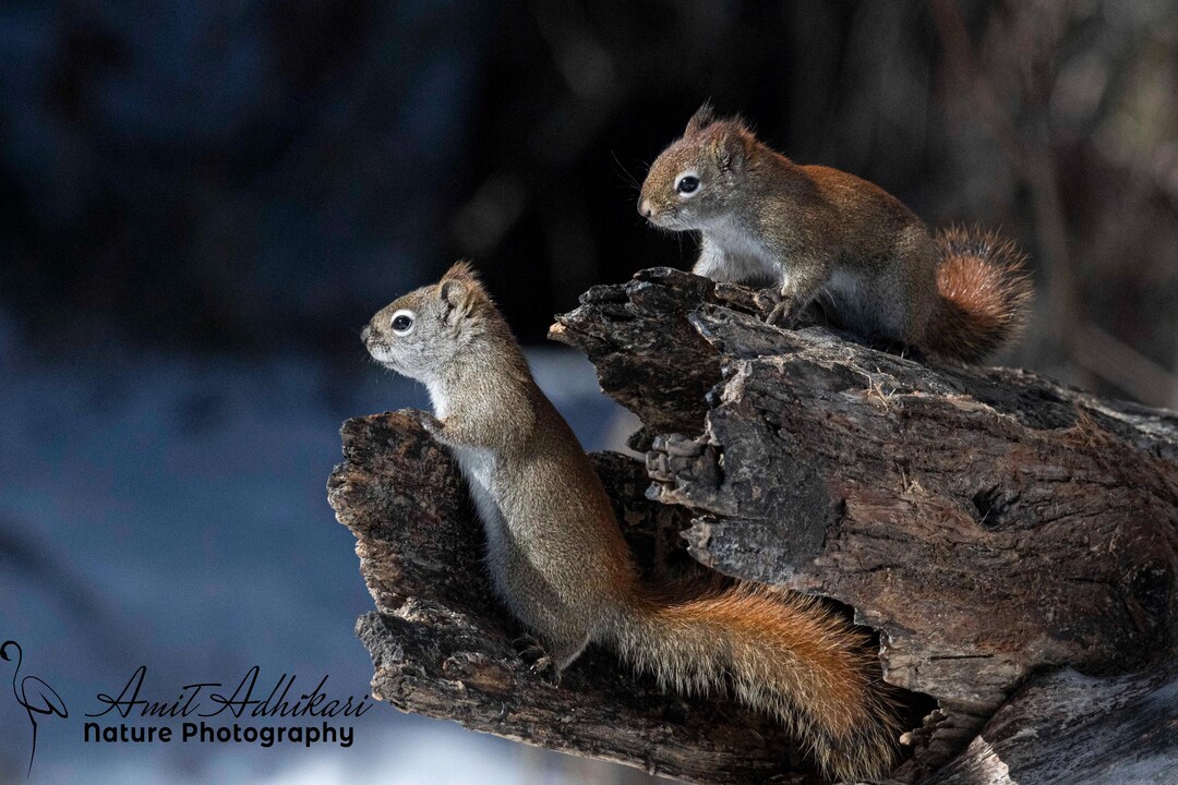 Red Squirrel Photography Print: Minnesota Wildlife Wall Art - Etsy
