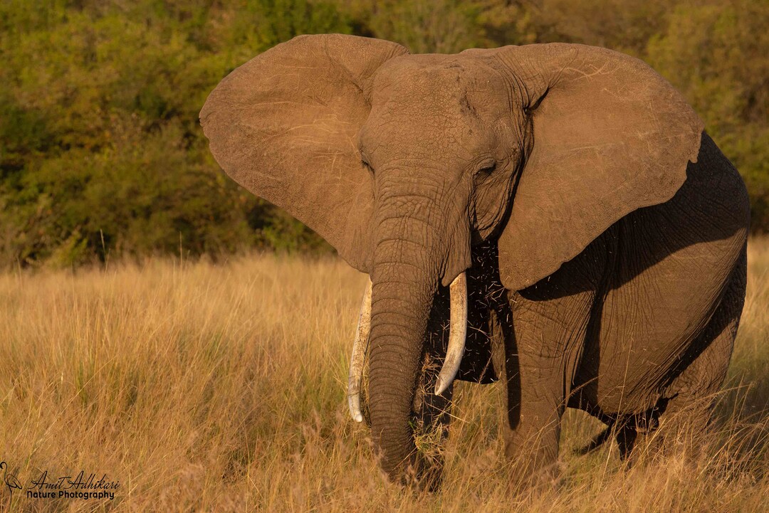 African Elephant in Color Photo Print, Maasai Mara, Kenya, Wildlife ...