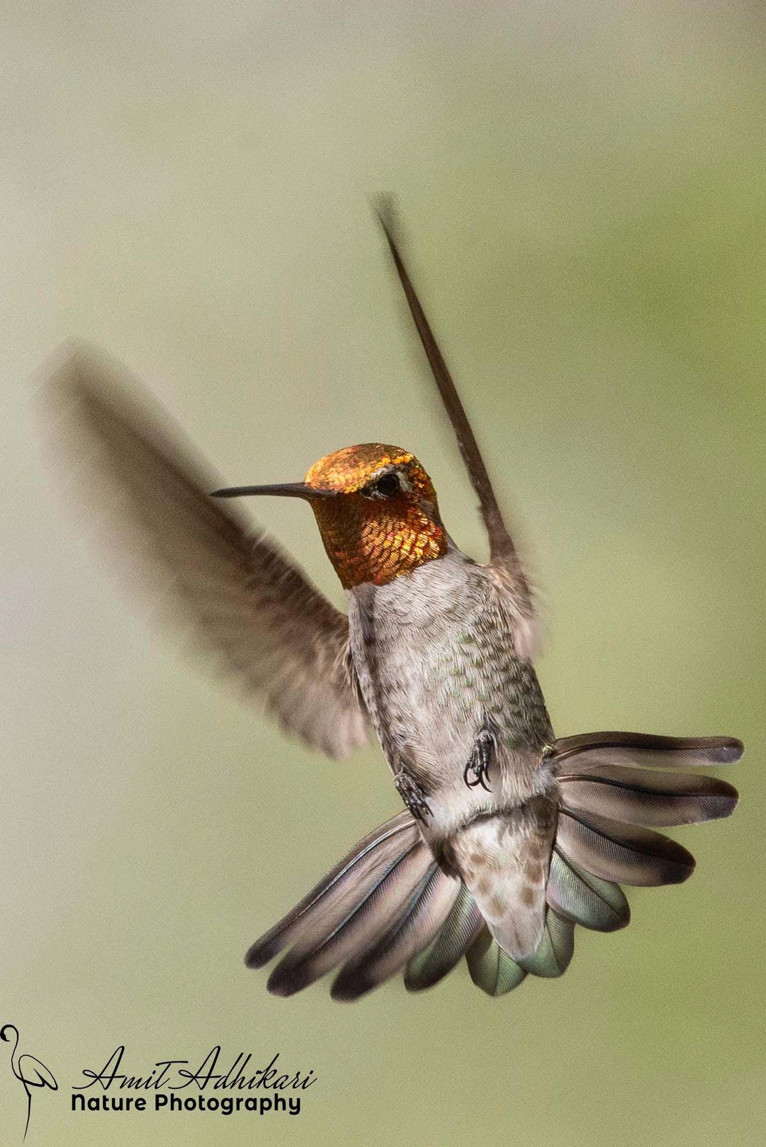 Anna's Hummingbird Photo Print, Hummingbird in Flight Photography, Wall ...