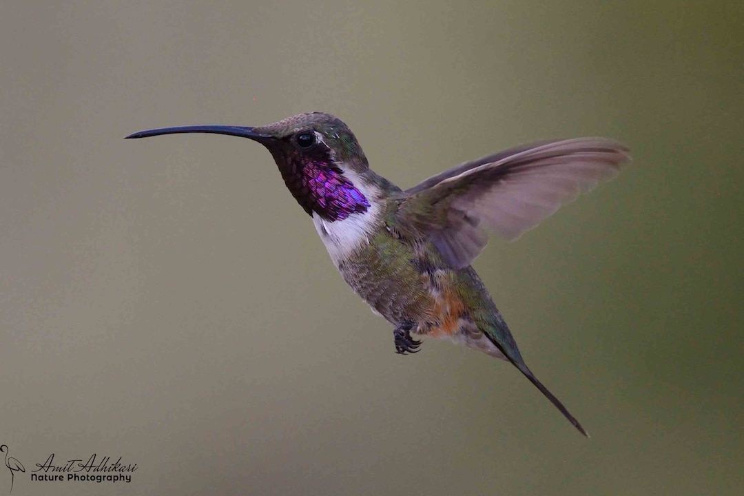 Male Lucifer Hummingbird Photo Print, Bird Photography, Wall Art - Etsy