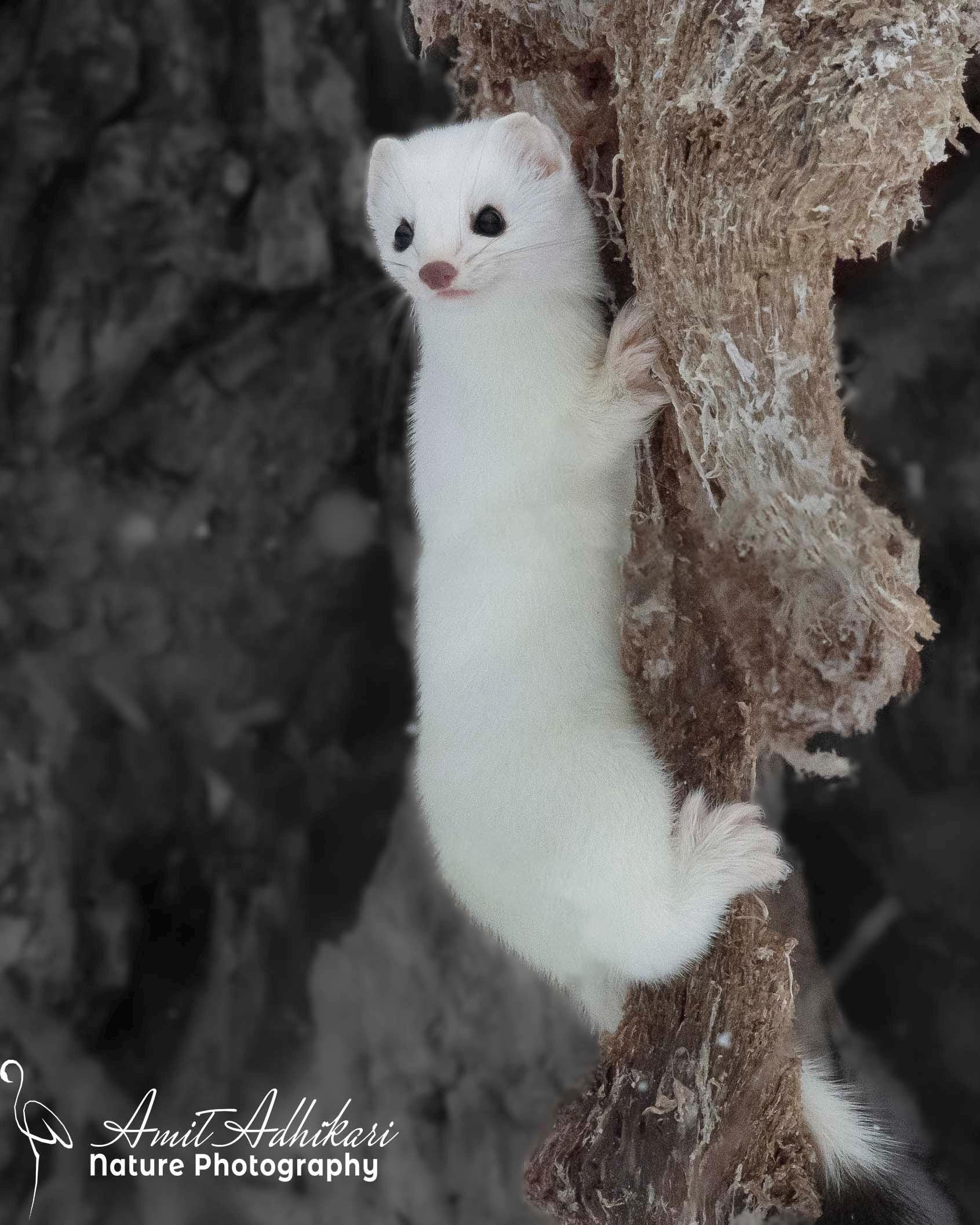 Ermine Photo Print, Stoat Photography, Wall Art - Etsy