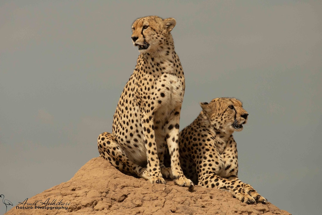 Cheetah Brothers on Termite Mount Photo Print, Masai Mara, Kenya, Wall ...