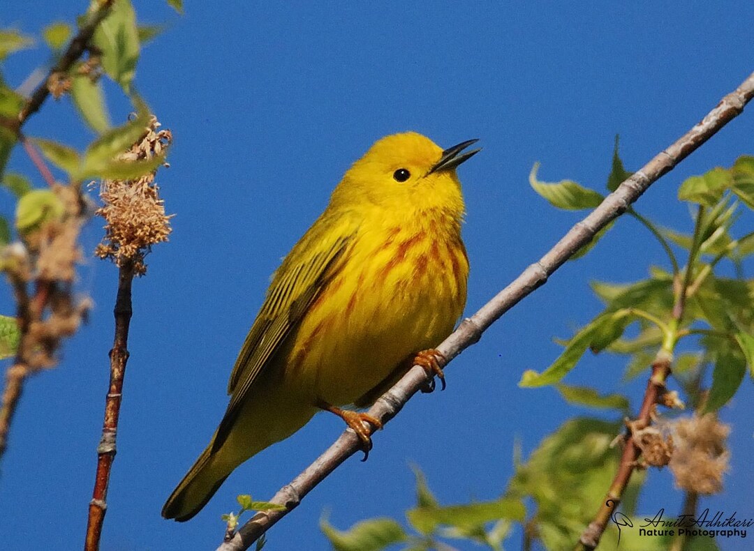 Yellow Warbler Photo Print, Bird Photography, Wall Art - Etsy
