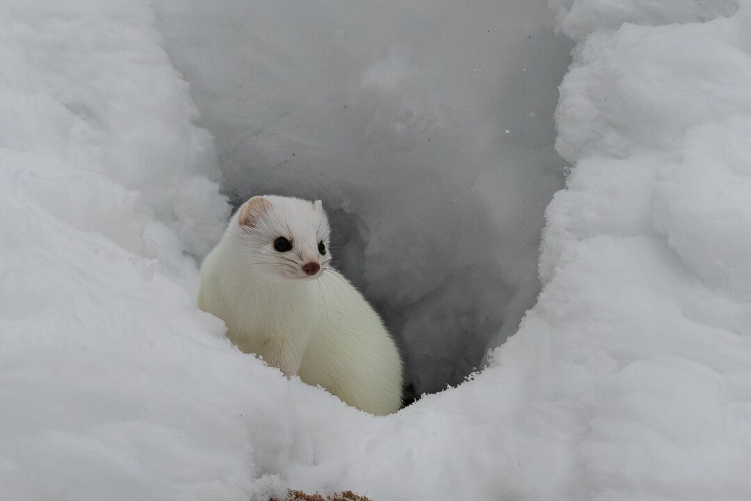 Ermine in Snow Photo Print, Stoat Photography, Wall Art - Etsy