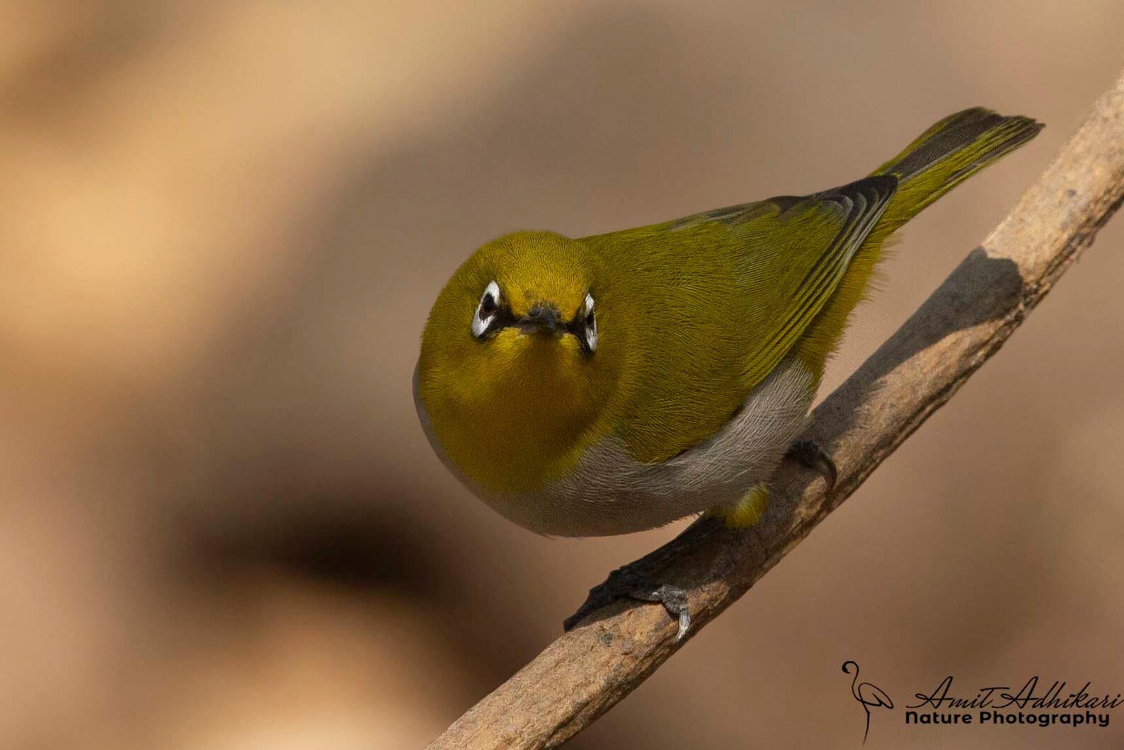 White Eye Photo Print, Bird Photography, Wall Art - Etsy