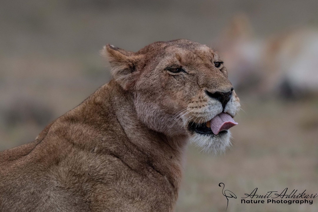 Mocking Lioness Photo Print, Funny Lion Photography, Wall Art - Etsy
