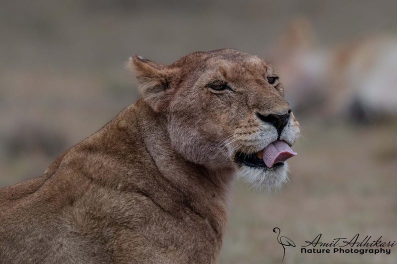 Mocking Lioness Photo Print, Funny Lion Photography, Wall Art - Etsy