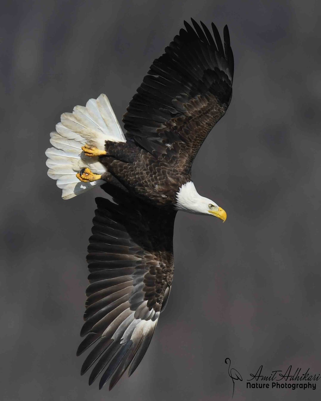 Diving Bald Eagle Photo Print, Bird Photography, Wall Art - Etsy