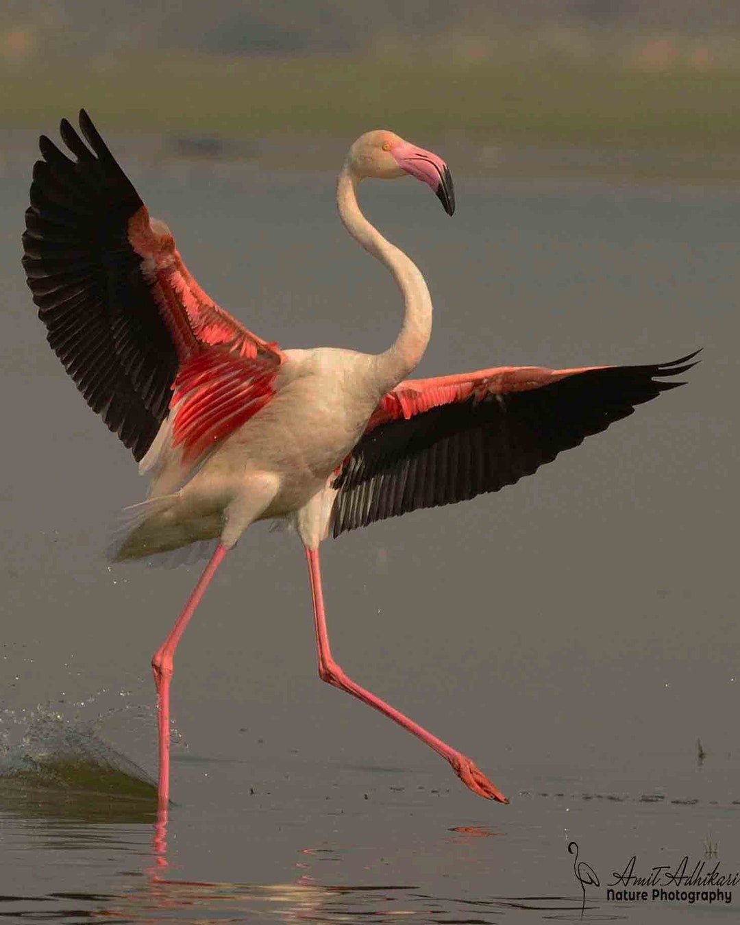 Dancing Flamingo Photo Print, Bird Photography, Wall Art - Etsy