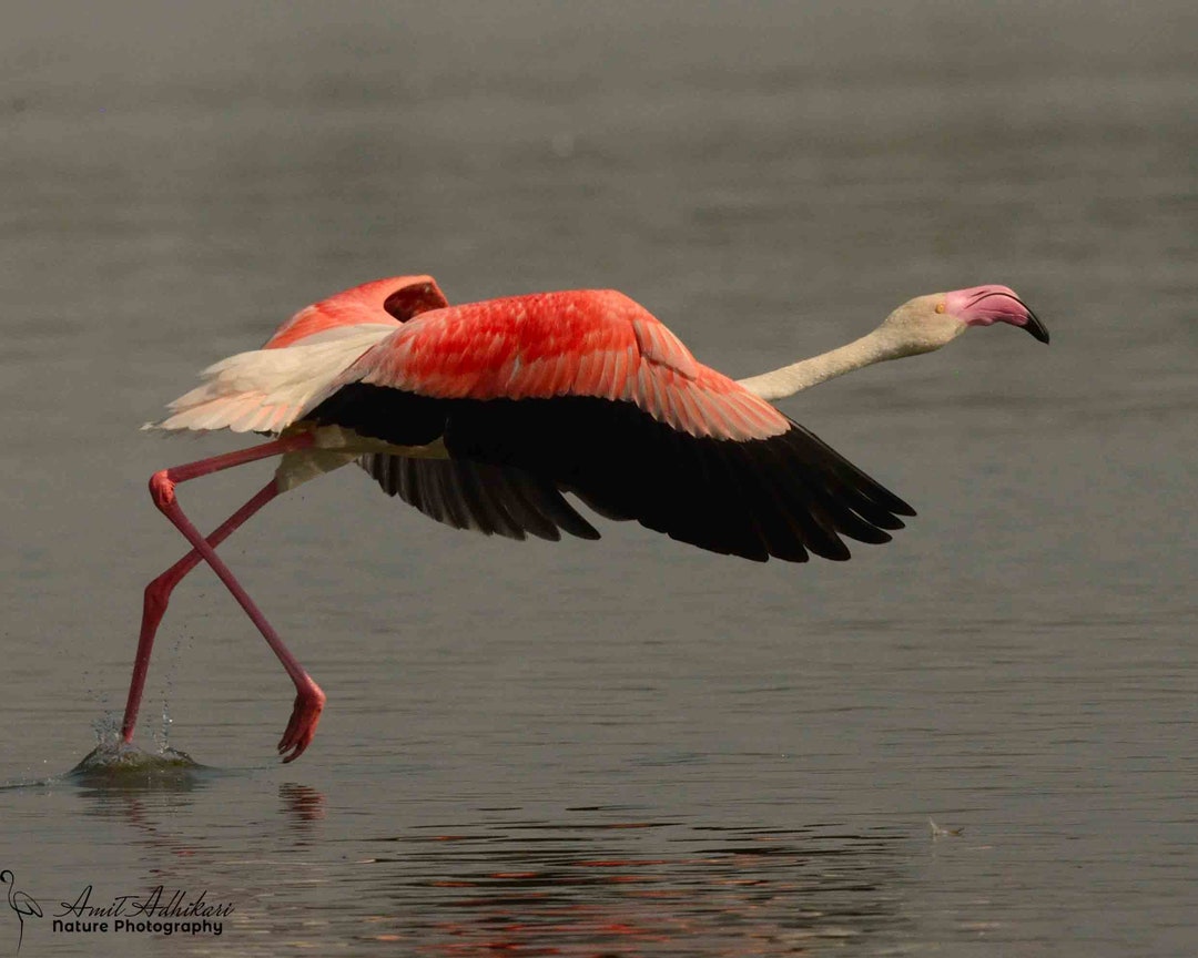 Flamingo Takeoff Photo Print, Bird Photography, Wall Art - Etsy