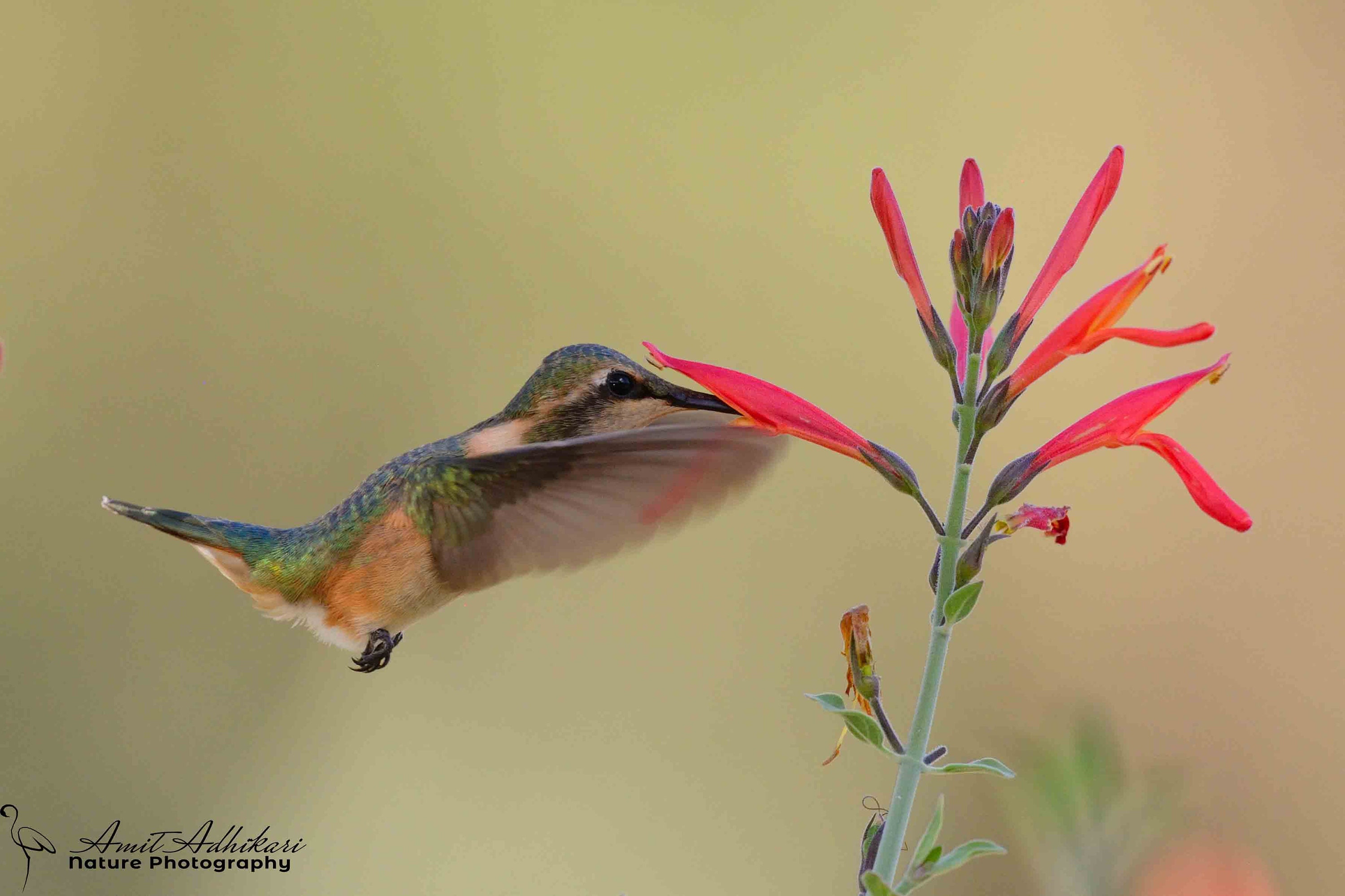 Lucifer Hummingbird on a Flower Photo Print, Bird Photography, Wall Art ...