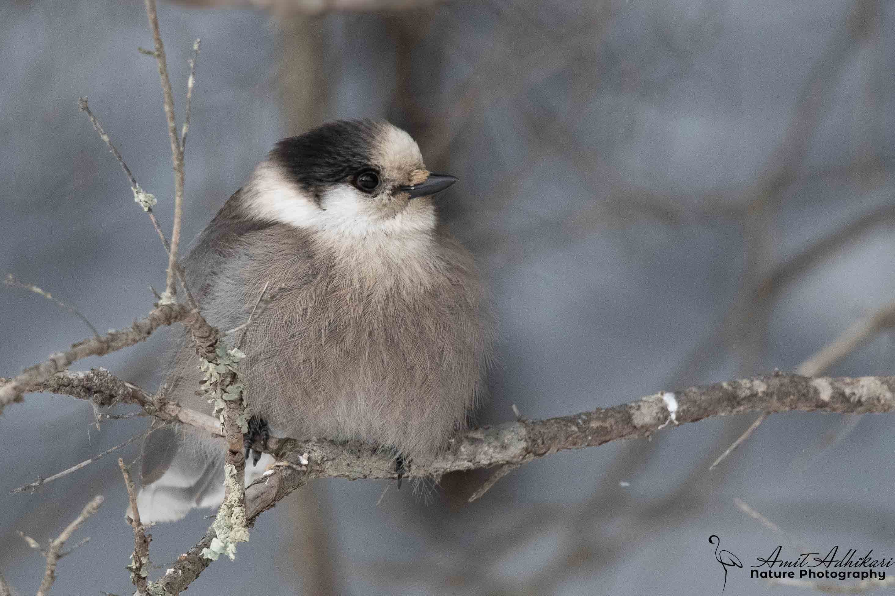 Canada Jay Photo Print, Bird Photography, Wall Art - Etsy